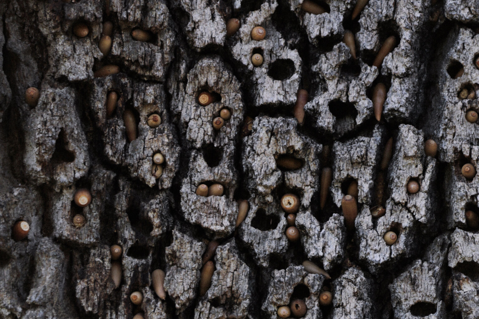 The Land | Kiani Preserve