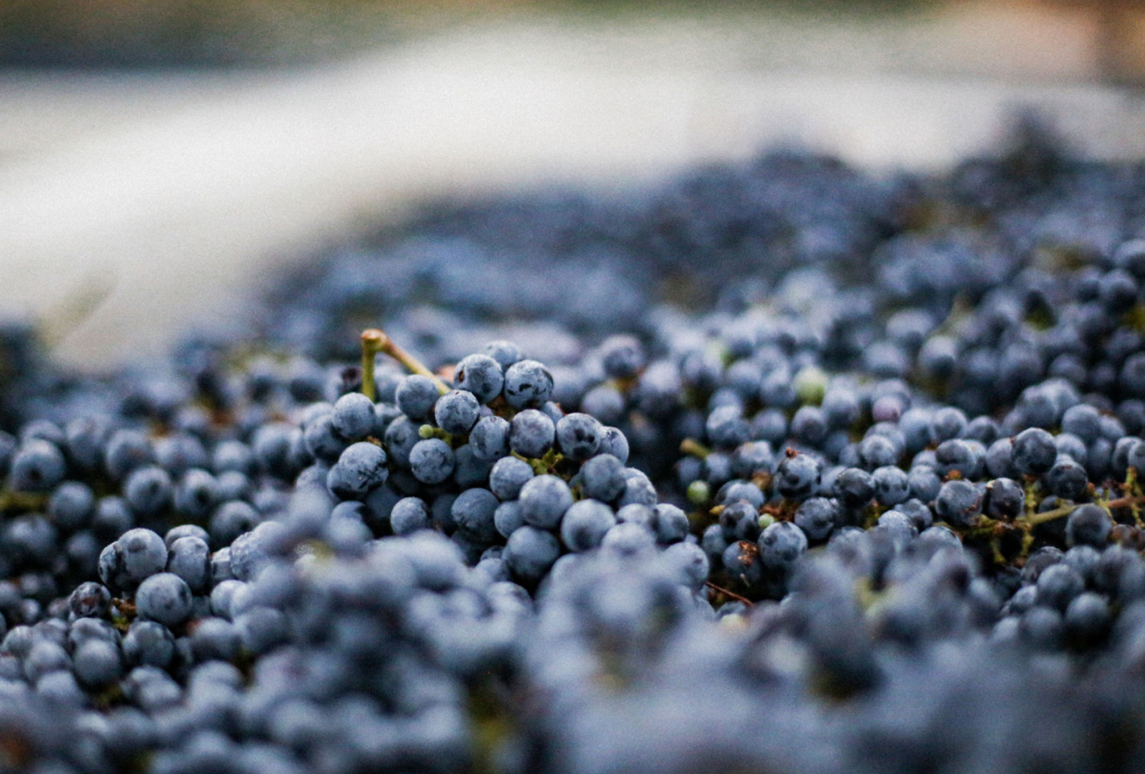 Estate Vineyards | Kiani Preserve