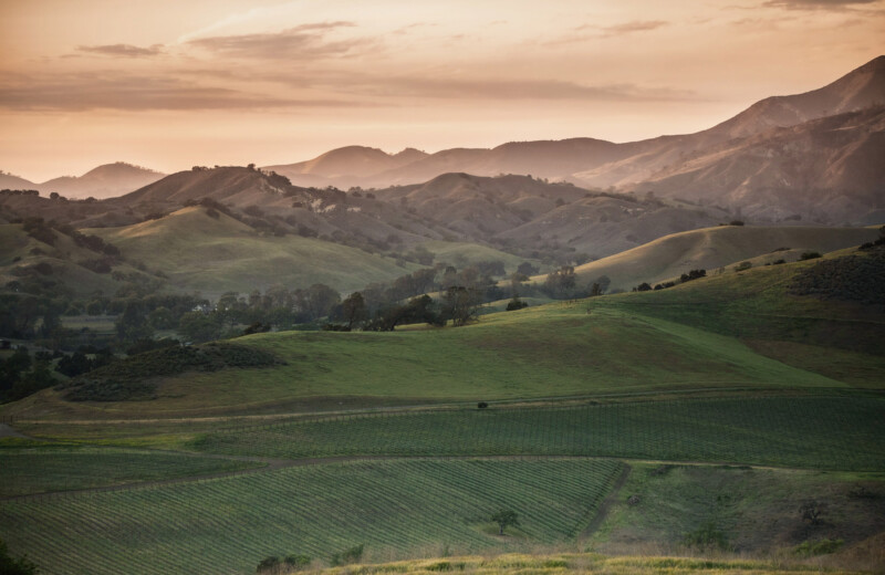 Estate Vineyards | Kiani Preserve