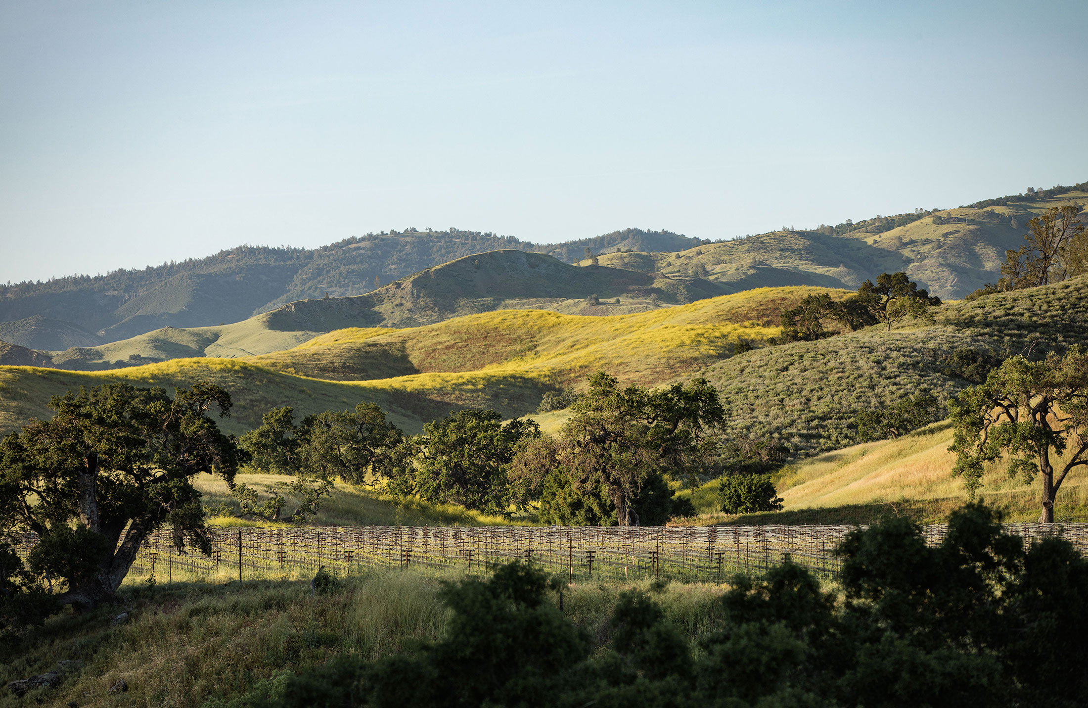 Estate Vineyards | Kiani Preserve