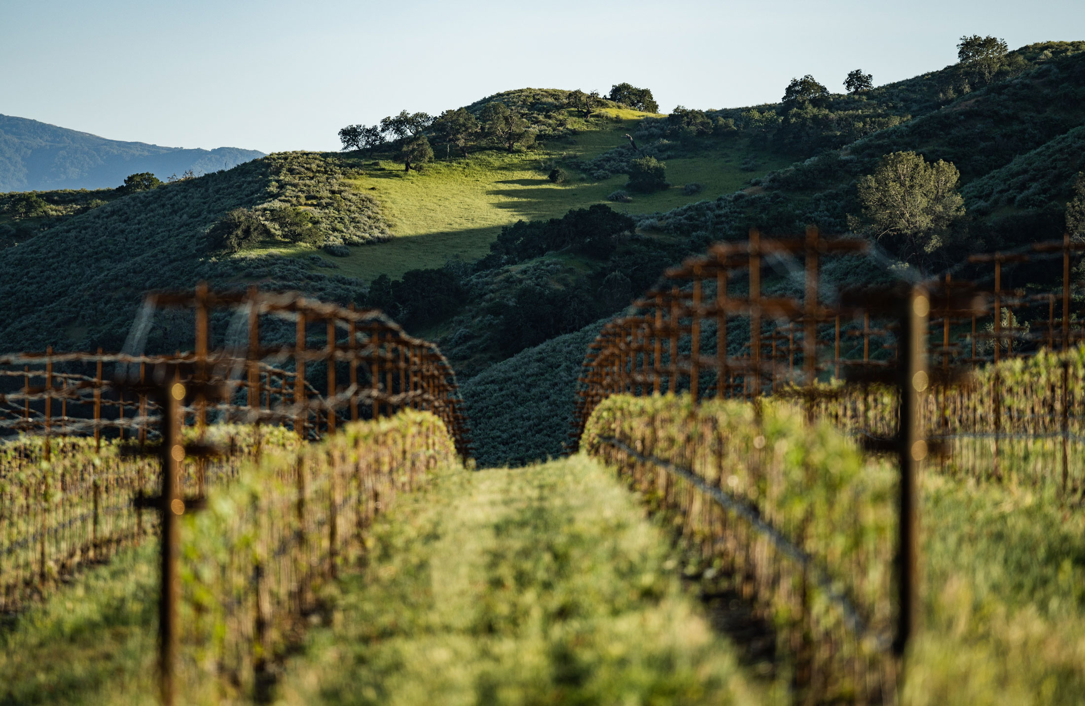 Estate Vineyards | Kiani Preserve